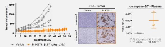 实体瘤靶点新秀：CDH17 - 知乎