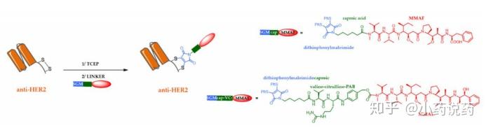 开发中的新策略：第三代ADC - 知乎