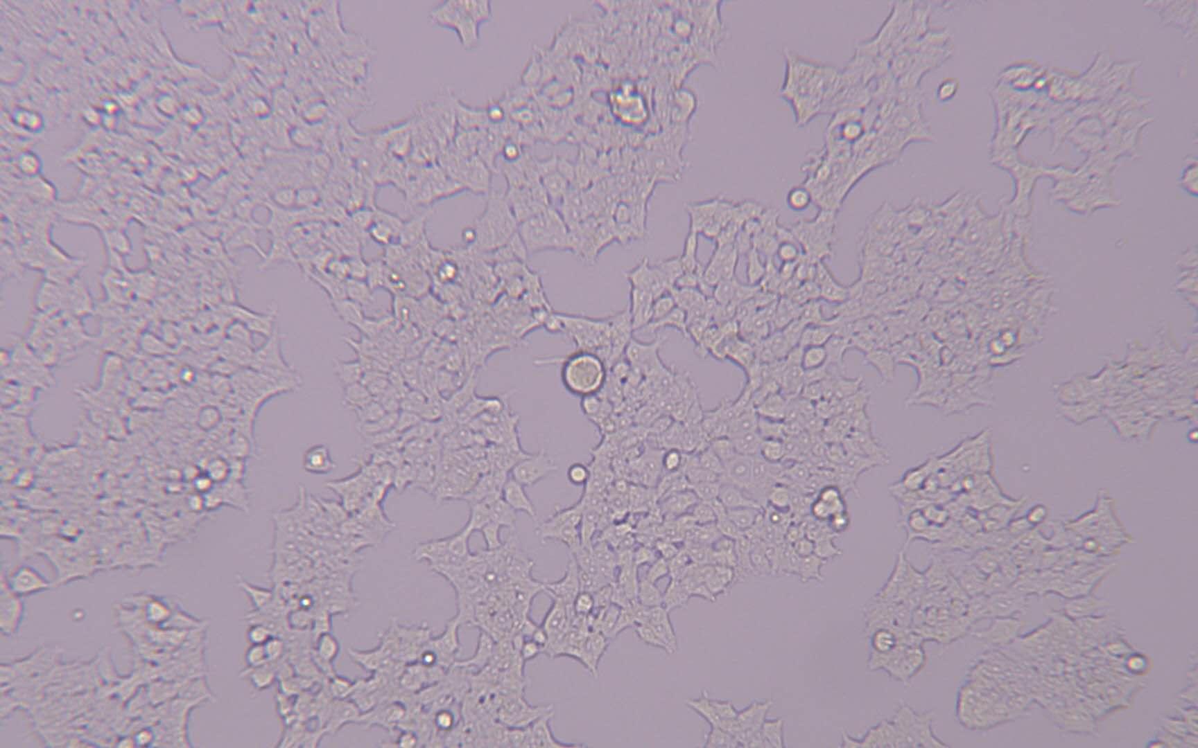 293T细胞在显微镜下的形态 - 知乎