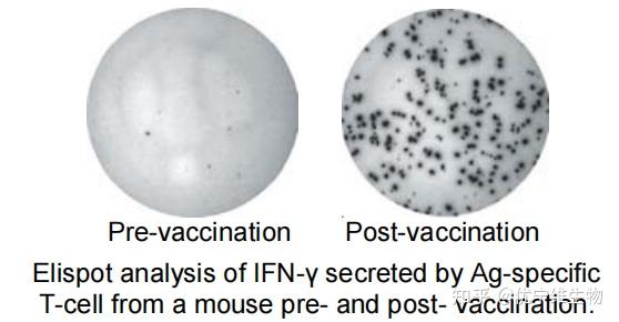 单细胞分泌因子检测？ELISPOT技术来啦 - 知乎