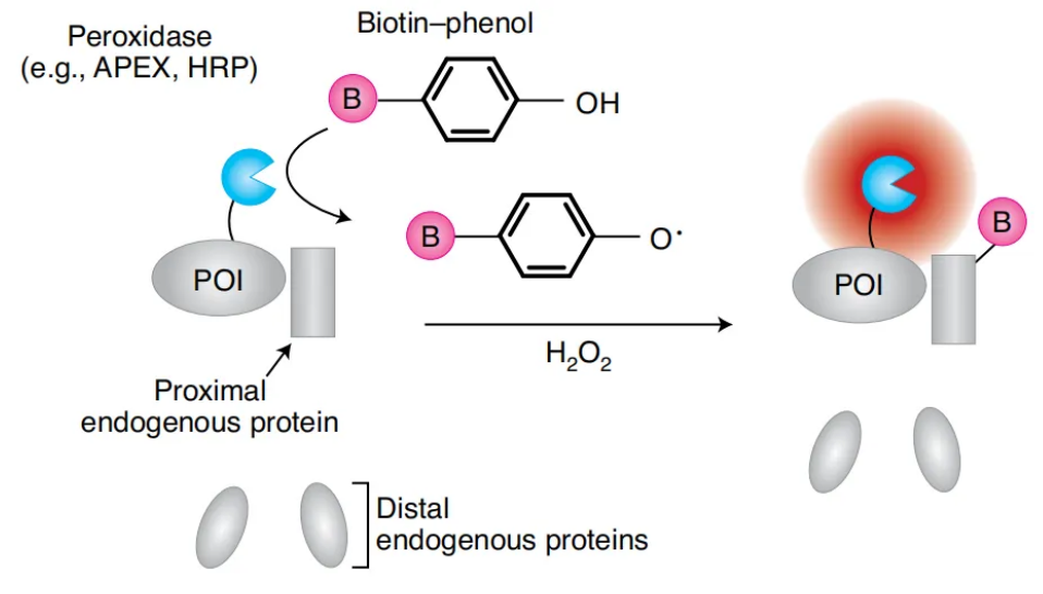 直击BioID、TurboID和APEX2三强对决：蛋白临近标记技术全解析！ - 知乎