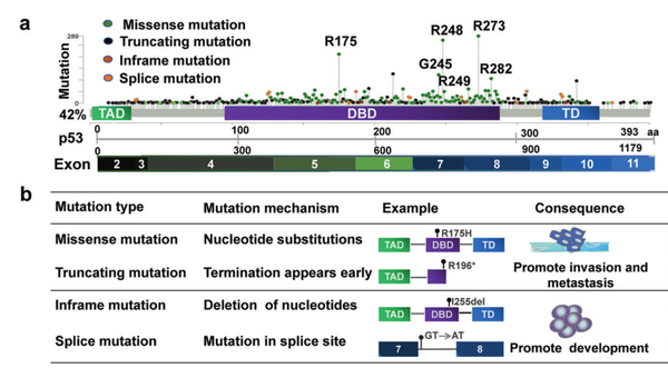 肿瘤中的突变型p53：从分子机制到治疗策略 - 知乎
