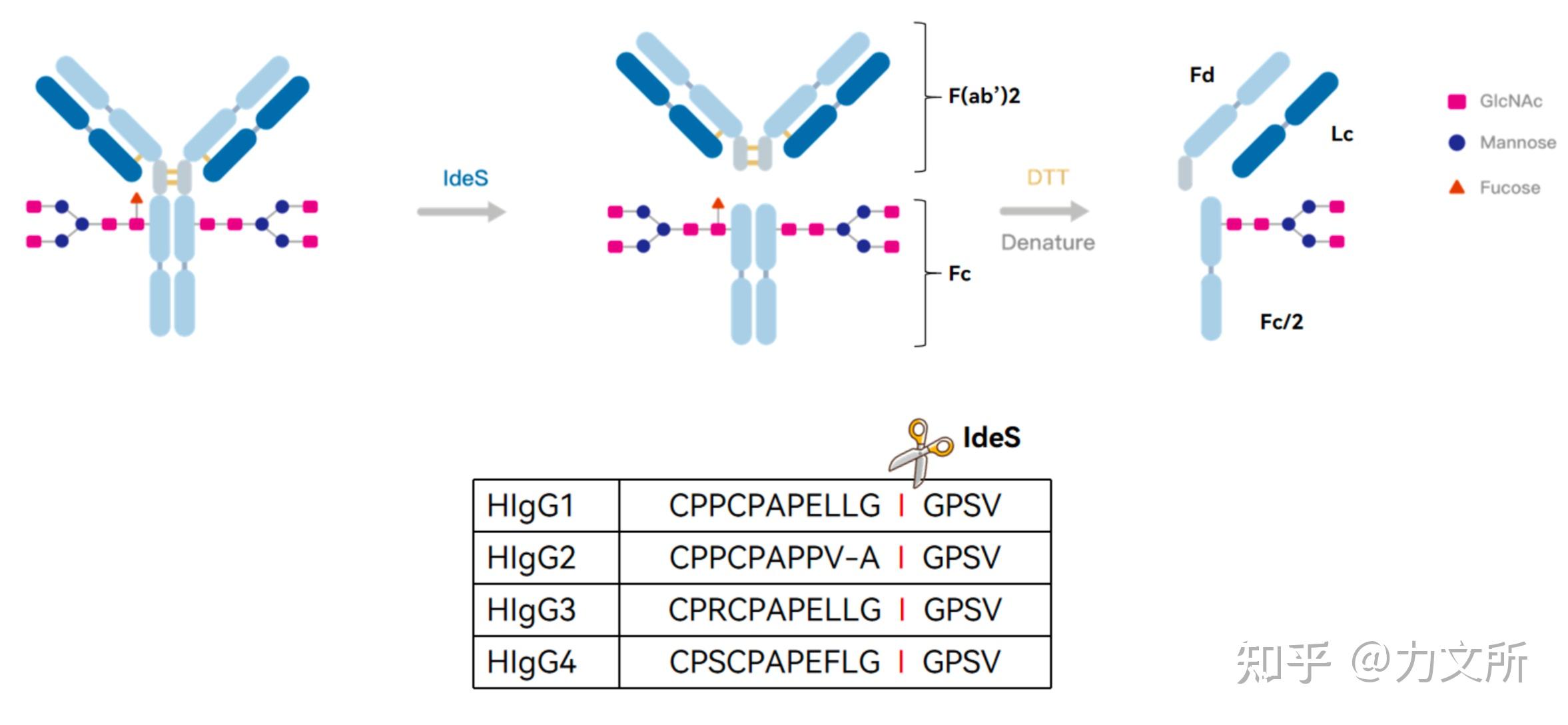 IdeS蛋白酶 - 助力抗体亚基分析的精准开锁工具 - 知乎