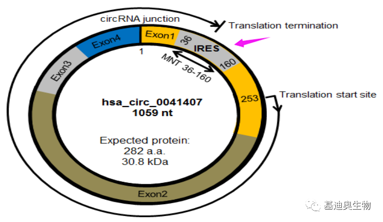 如何分析m6A环状RNA？这里有提炼好的策略！ - 知乎