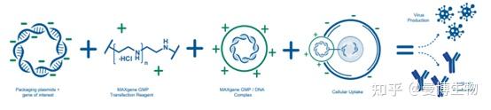 见微知著：转染环节如何折射AAV基因疗法GMP级生产痛点？ - 知乎