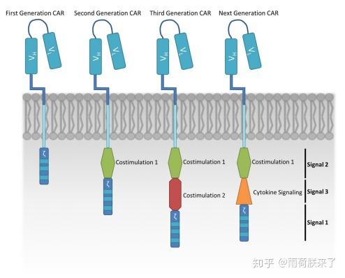 下一代CART细胞产品在哪里？ - 知乎