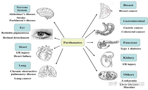 综述丨细胞死亡有那么多热点，这个Parthanatos值得了解 - 知乎