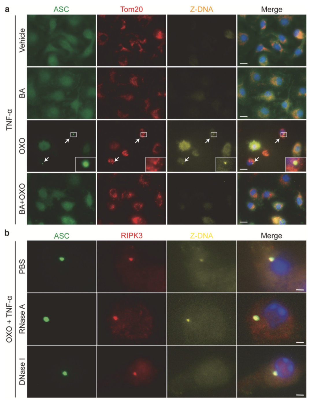 APS丨黄芩苷通过阻断线粒体Z-DNA的形成和巨噬细胞中ZBP1-PANoptosome的组装来抑制PANoptosis - 知乎