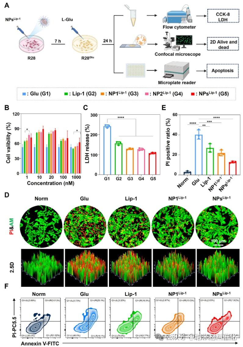 【Adv.Mater】铁螯合和活性氧清除聚合物与硫酮和硫醚键传递铁死亡抑制剂Lip‐1提供急性青光眼视网膜神经节细胞三联治疗策略 - 知乎