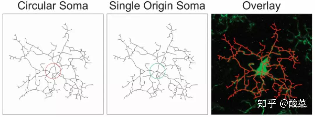 如何用ImageJ进行小胶质细胞形态学分析？ - 知乎