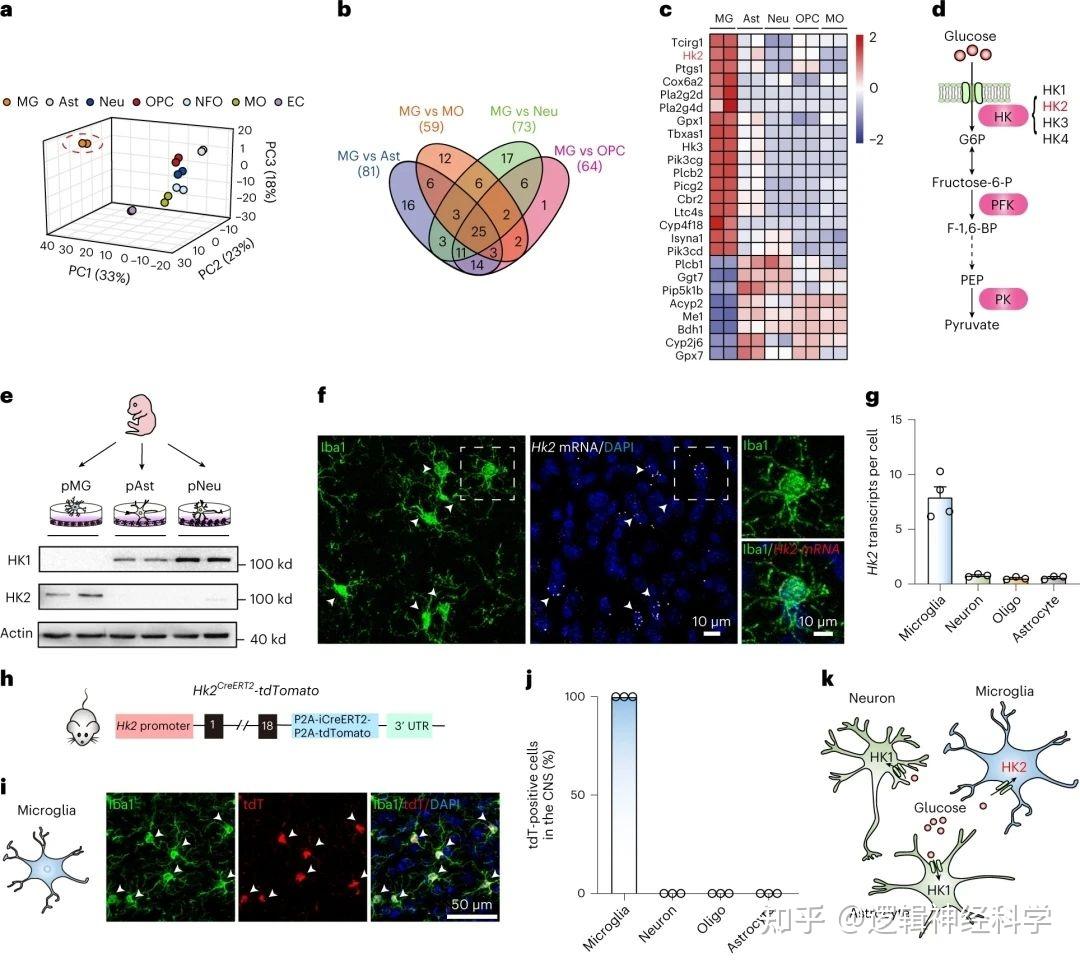 Nat Metab︱浙江大学医学院脑科学与脑医学学院高志华/段树民课题组揭示糖代谢关键酶Ⅱ型己糖激酶调控小胶质细胞功能的新机制 - 知乎