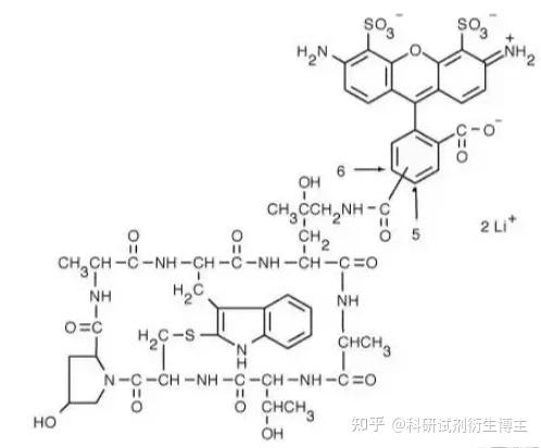 AF488 Phalloidin，应用于免疫荧光染色、细胞荧光染色等领域 - 知乎