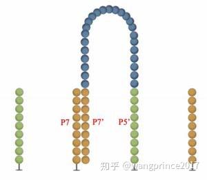 illumina 双端测序（pair end） - 知乎