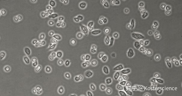 在 ibidi µ-Slides 载玻片中培养巨噬细胞 - 知乎