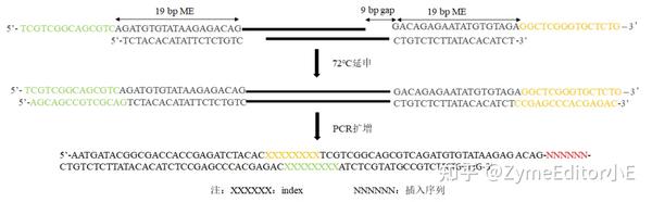 从Tn5结构来看如何利用Tn5进行文库构建 - 知乎