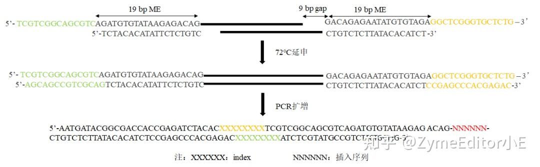 从Tn5结构来看如何利用Tn5进行文库构建 - 知乎