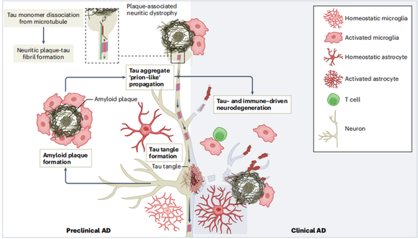 IF 82.9《Nature Medicine》：阿尔茨海默病的新兴诊断和治疗方法 - 知乎