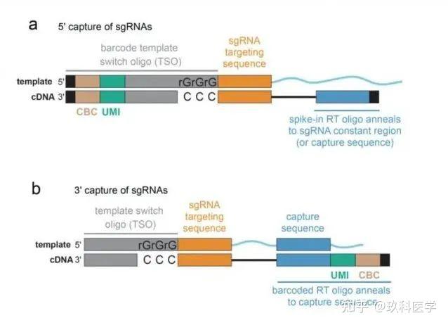 单细胞CRISPR筛选,全面了解细胞类型特异的基因功能 - 知乎