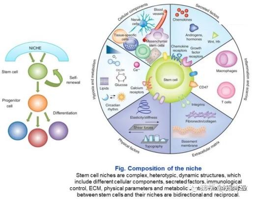 细胞生物学高频考点（十七）之干细胞内容及思维导图 - 知乎