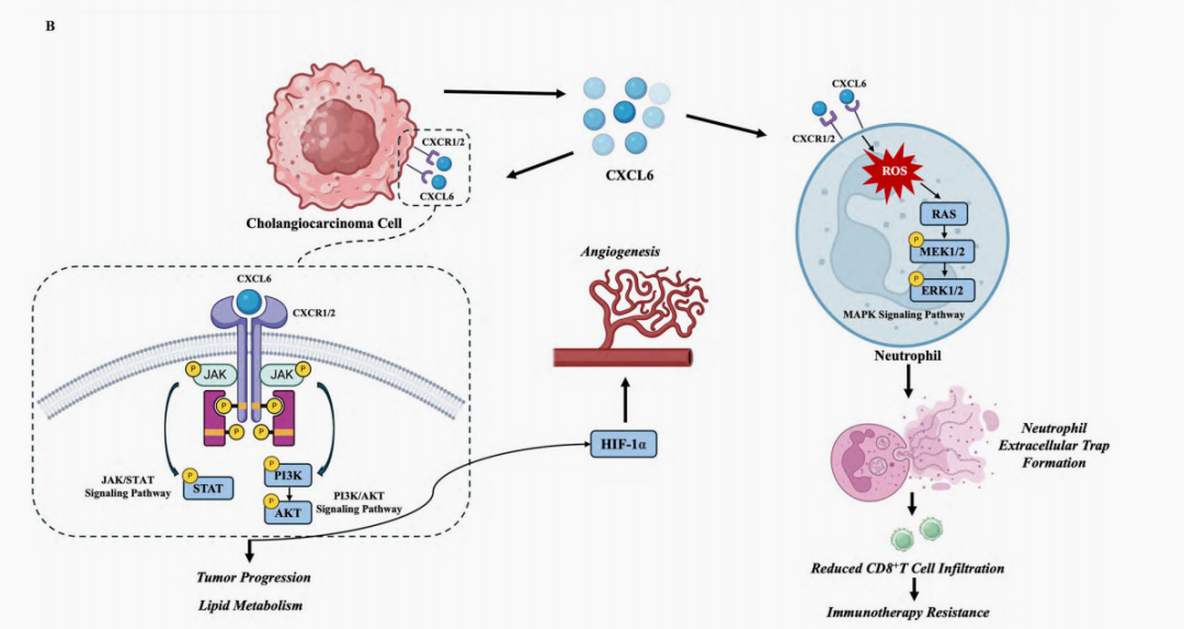 Advanced Science | CXCL6重编程肿瘤细胞脂质代谢，诱导中性粒细胞激活MAPK通路造成免疫耐受 - 知乎