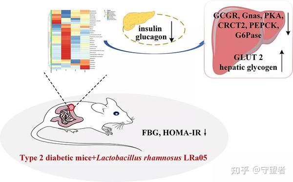 JAFC：鼠李糖乳杆菌LRa05通过肠道微生物-肝轴缓解二型糖尿病小鼠中的高血糖症 - 知乎
