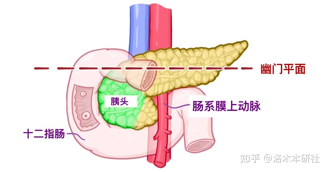解剖学基础——腹部内脏篇（胰腺和脾脏） - 知乎