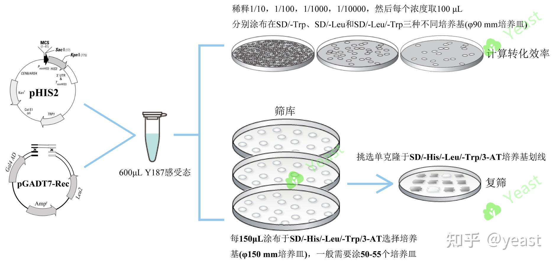 Y187-pHis2酵母单杂筛库流程图（质粒共转法） - 知乎