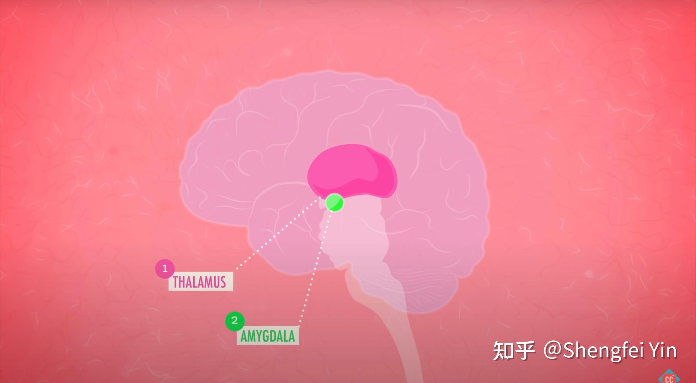 Schizophrenia & Dissociative Disorders - Crash Course Psychology #32 - 知乎