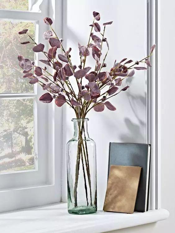 这世间最治愈的植物——尤加利 - 知乎