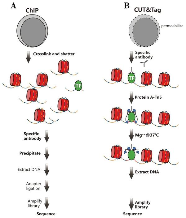 生命科学研究热点——组蛋白修饰 - 知乎