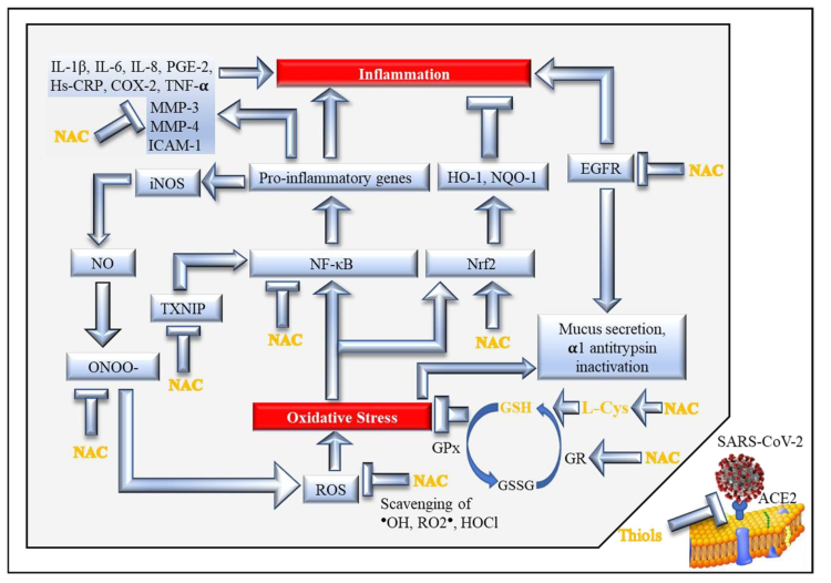 NAC：被遗忘的高效抗氧化支持补充剂 - 知乎