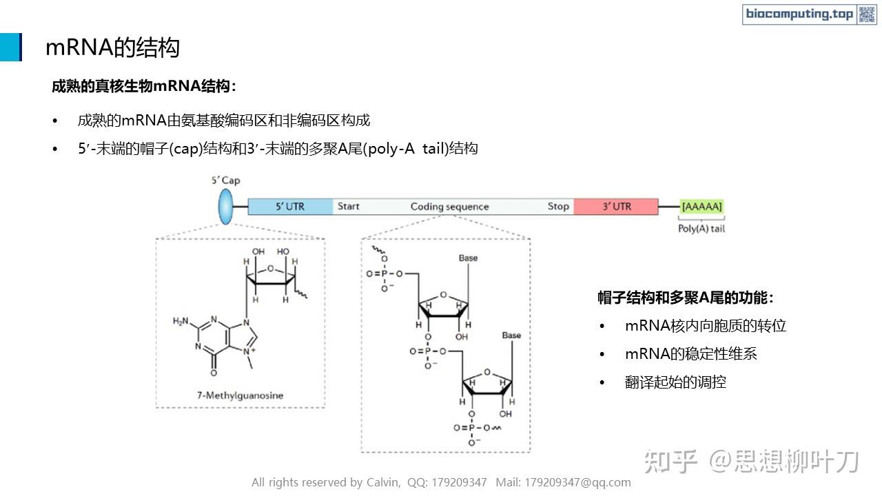 AI+生物计算基础 - 4. RNA的结构与功能 - 知乎