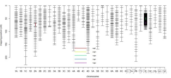 利用R/qtl 进行QTL定位分析 - 知乎