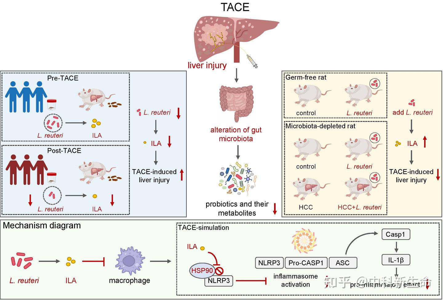 项目文章J Hepatol | 肠肝轴再发IF30+顶刊！广医二院联合暨大发现可改善肝癌TACE术后肝损伤的肠道益生菌及代谢物 - 知乎