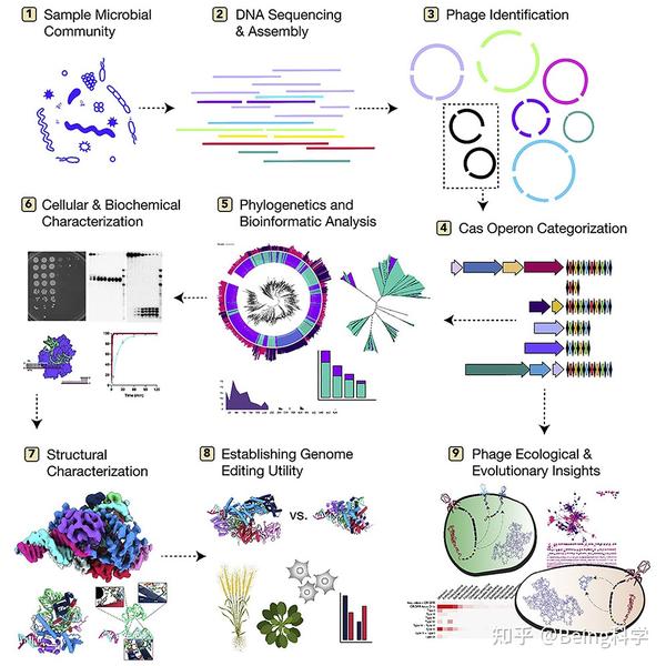 诺奖得主新发现：Casλ作为CRISPR-Cas酶的新来源，其紧凑结构能实现植物和人类细胞基因组编辑 - 知乎