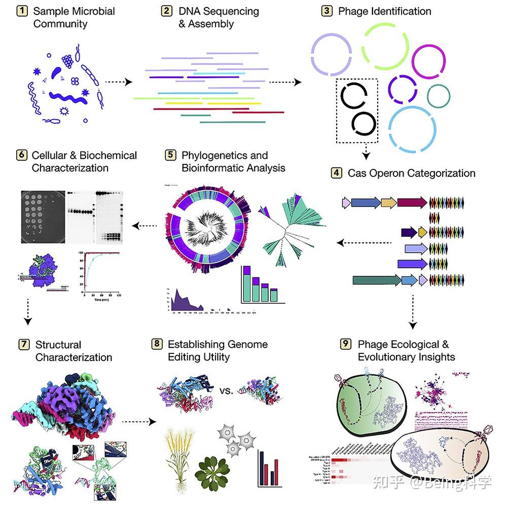 诺奖得主新发现：Casλ作为CRISPR-Cas酶的新来源，其紧凑结构能实现植物和人类细胞基因组编辑 - 知乎