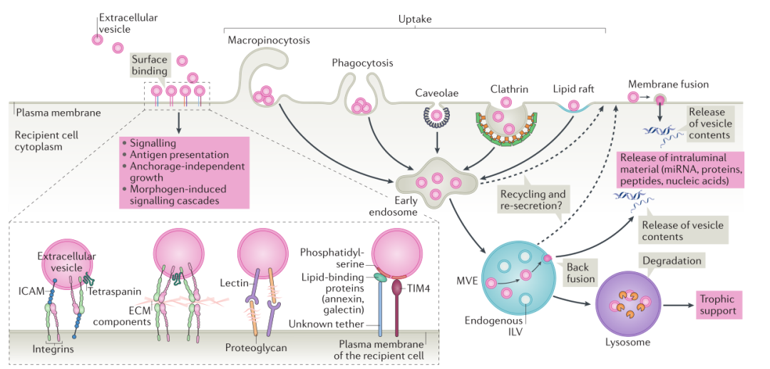 细胞外囊泡(EVs)与ADC的疗效和安全性 - 知乎
