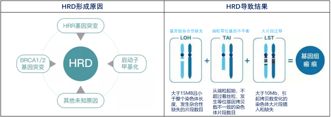 杰论系列 | 同源重组修复缺陷（HRD）临床意义及检测 - 知乎