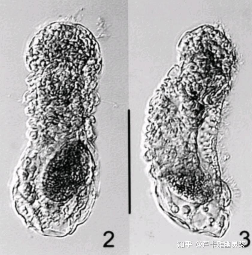 ABOUT MICROGNATHOZOA（1） - 知乎