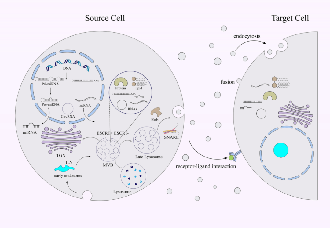 原创｜外泌体在皮肤疾病及医美应用新进展（三）： 糖尿病等慢性难愈创面的探索 - 知乎