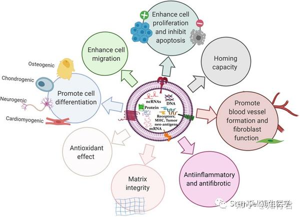 干细胞外泌体：再生医学领域的新星 - 知乎
