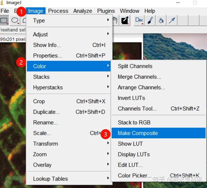 Image J介导的Merge图和原图之间的相互转换！ - 知乎
