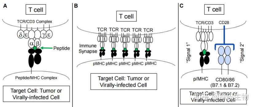 肿瘤免疫靶点 | CD28 - 知乎