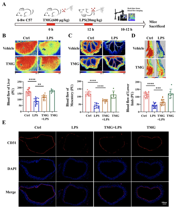 Inflammation Research丨对 GSDMD 进行 O-GlcNAc 修饰可减轻 LPS 诱导的内皮细胞焦亡 - 知乎