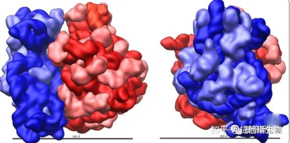 干货：一文读懂mRNA rRNA tRNA结构和功能 - 知乎