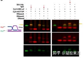 文献阅读随记：Mol Cell-2022-lncRNA+R-loop+CTCF+AML - 知乎