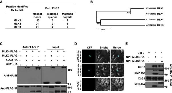 Cell Host & Microbe | 中科院遗传发育所周俭民团队研究揭示植物免疫受体的信号调控机制！ - 知乎