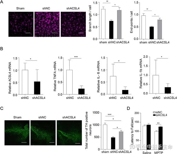 项目文章Brain Behav Immun (IF 19.227) |青岛大学崔玉课题组发现ACSL4促进神经炎症新机制 - 知乎