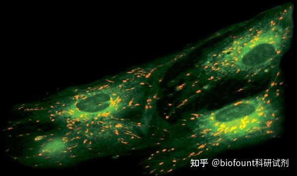 线粒体膜电位荧光探针（JC-1；JC-10） - 知乎