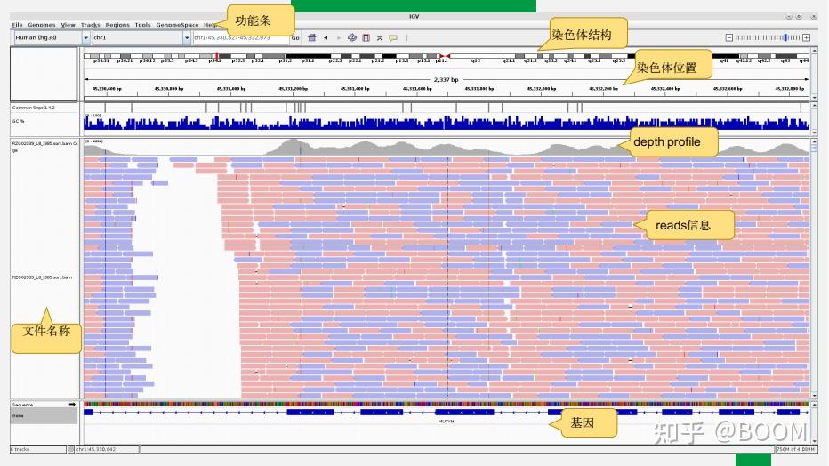 使用IGV根据引物确定PCR产物序列位置 - 知乎